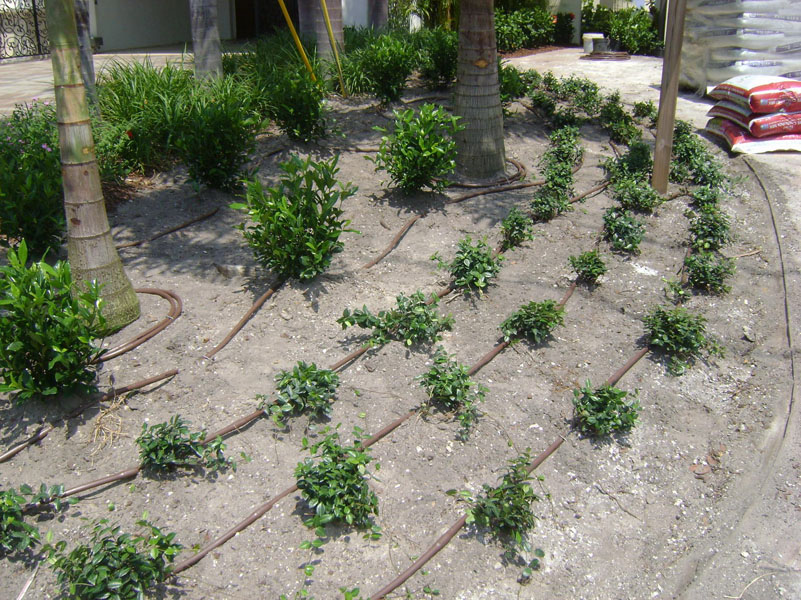 Drip Irrigation Pipe Plant | Flat Drip Irrigation Line | Idpe Drip ...